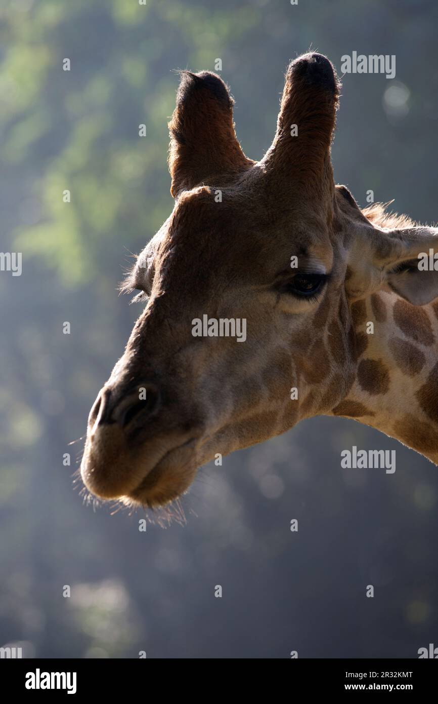 Giraffe nose hi-res stock photography and images - Alamy