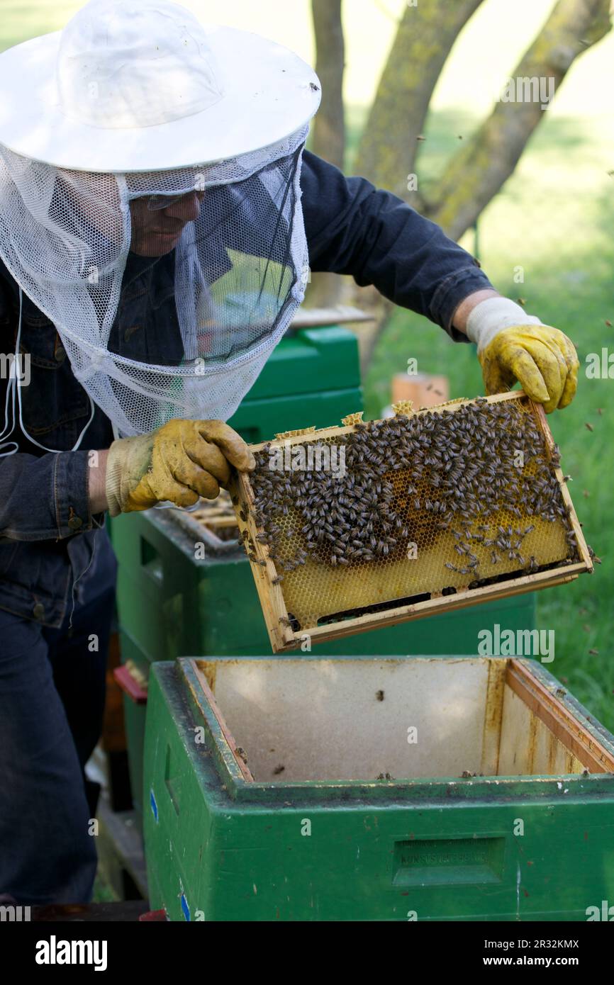 Beekeeper and bees Stock Photo - Alamy