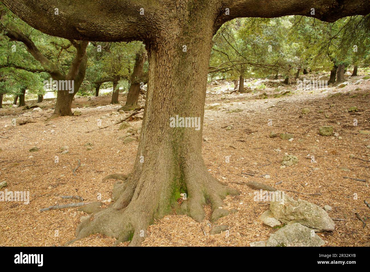 Hojas de encina hi-res stock photography and images - Alamy