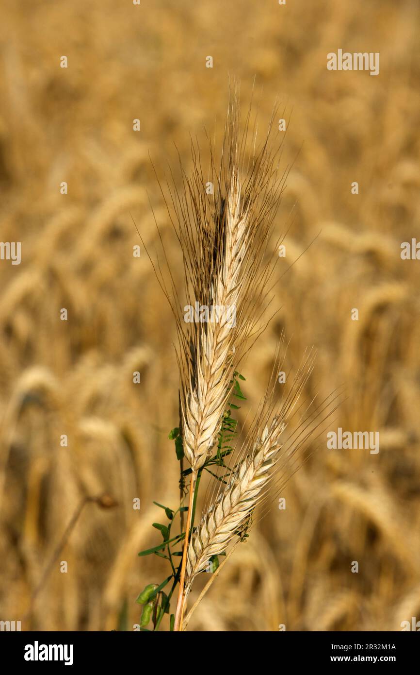 Gold suns hi-res stock photography and images - Alamy