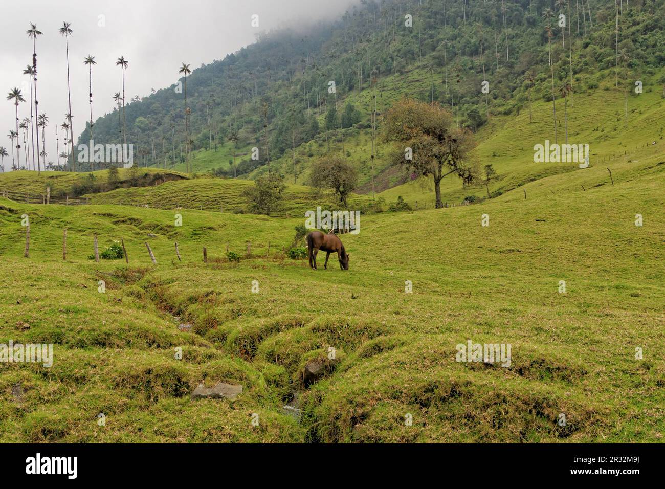 Cocora Valley, QuindÃ­o, Colombia Stock Photo - Alamy