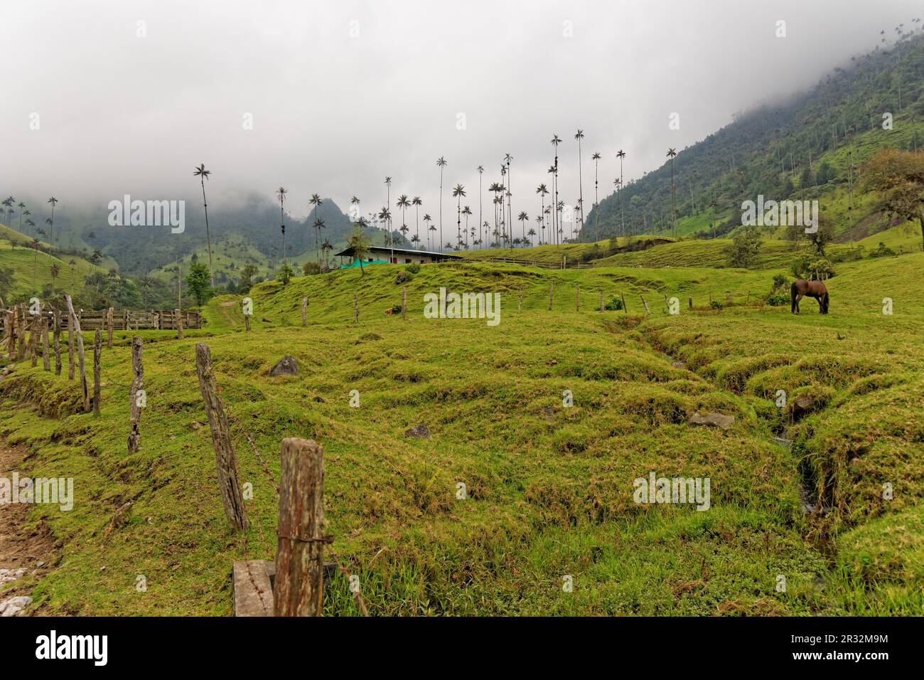 Cocora Valley, QuindÃ­o, Colombia Stock Photo - Alamy
