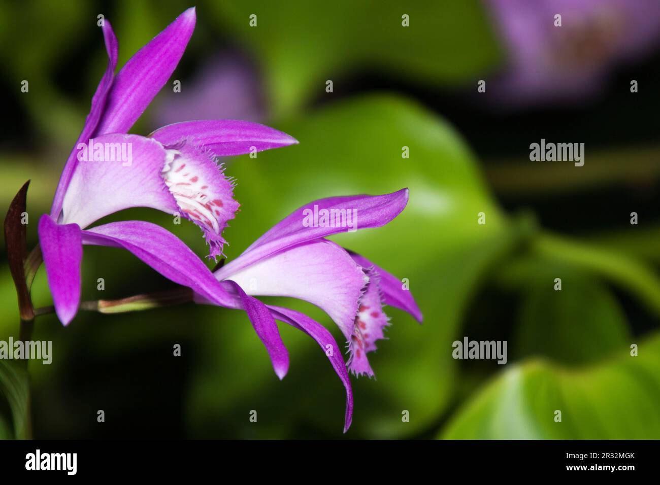 Japanorchidee' (Bletilla striata Stock Photo - Alamy