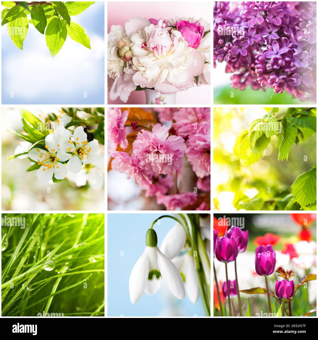 Tree springtime bright Cut Out Stock Images & Pictures - Alamy