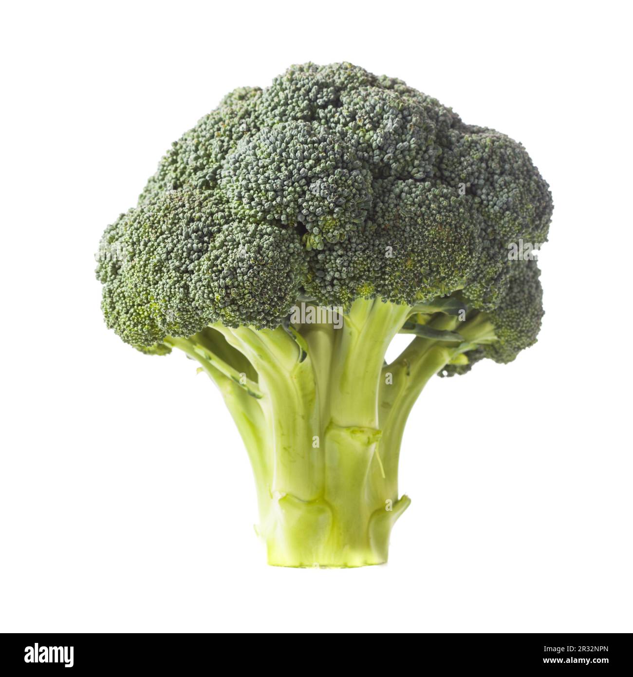 Tree fiber hi-res stock photography and images - Alamy