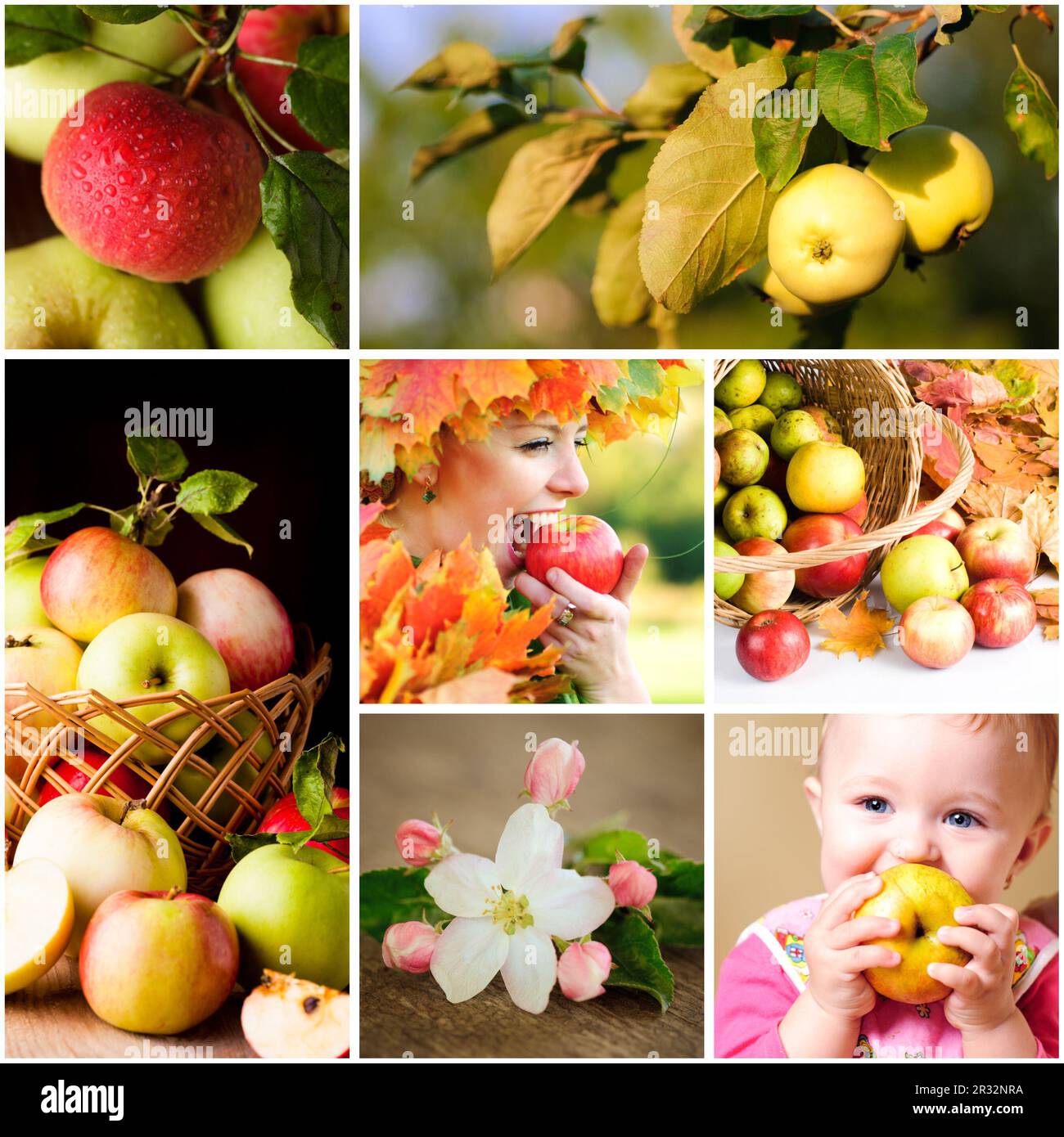 Collage natural red black Cut Out Stock Images & Pictures - Alamy