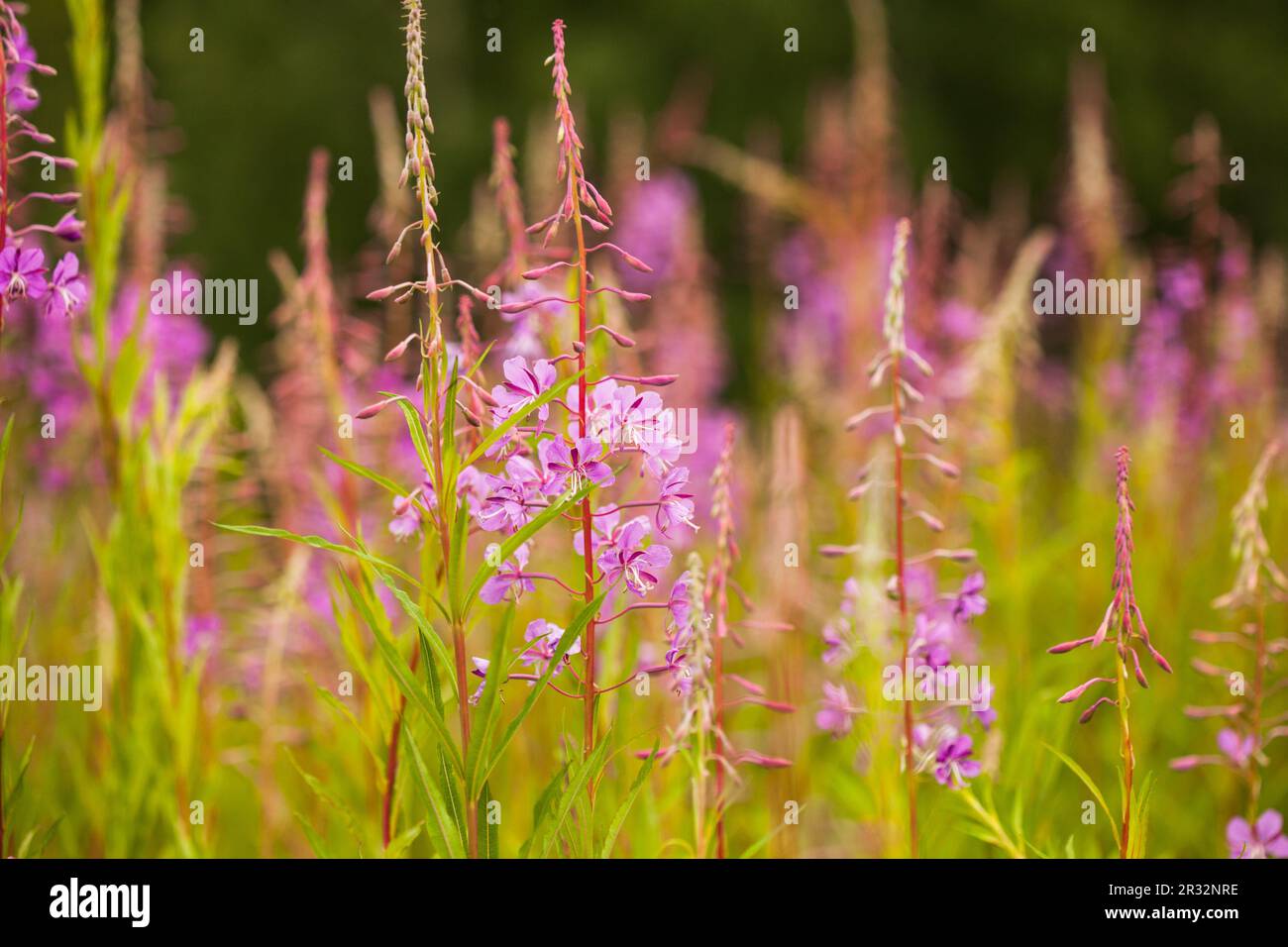 Sally bloom hi-res stock photography and images - Alamy
