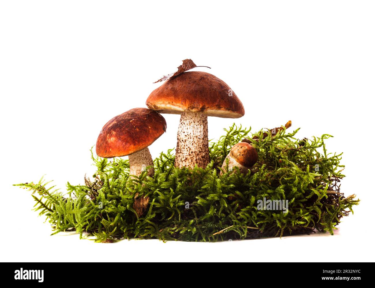 Mushrooms cap Cut Out Stock Images & Pictures - Alamy