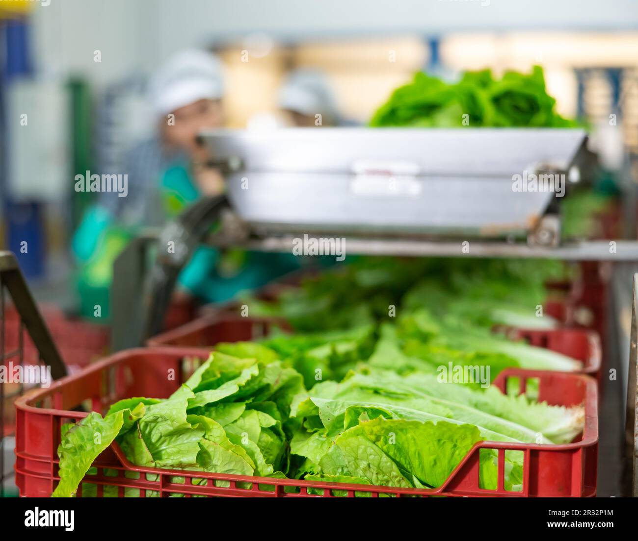 Fresh lettuce in boxes on the sorting line of vegetable processing ...