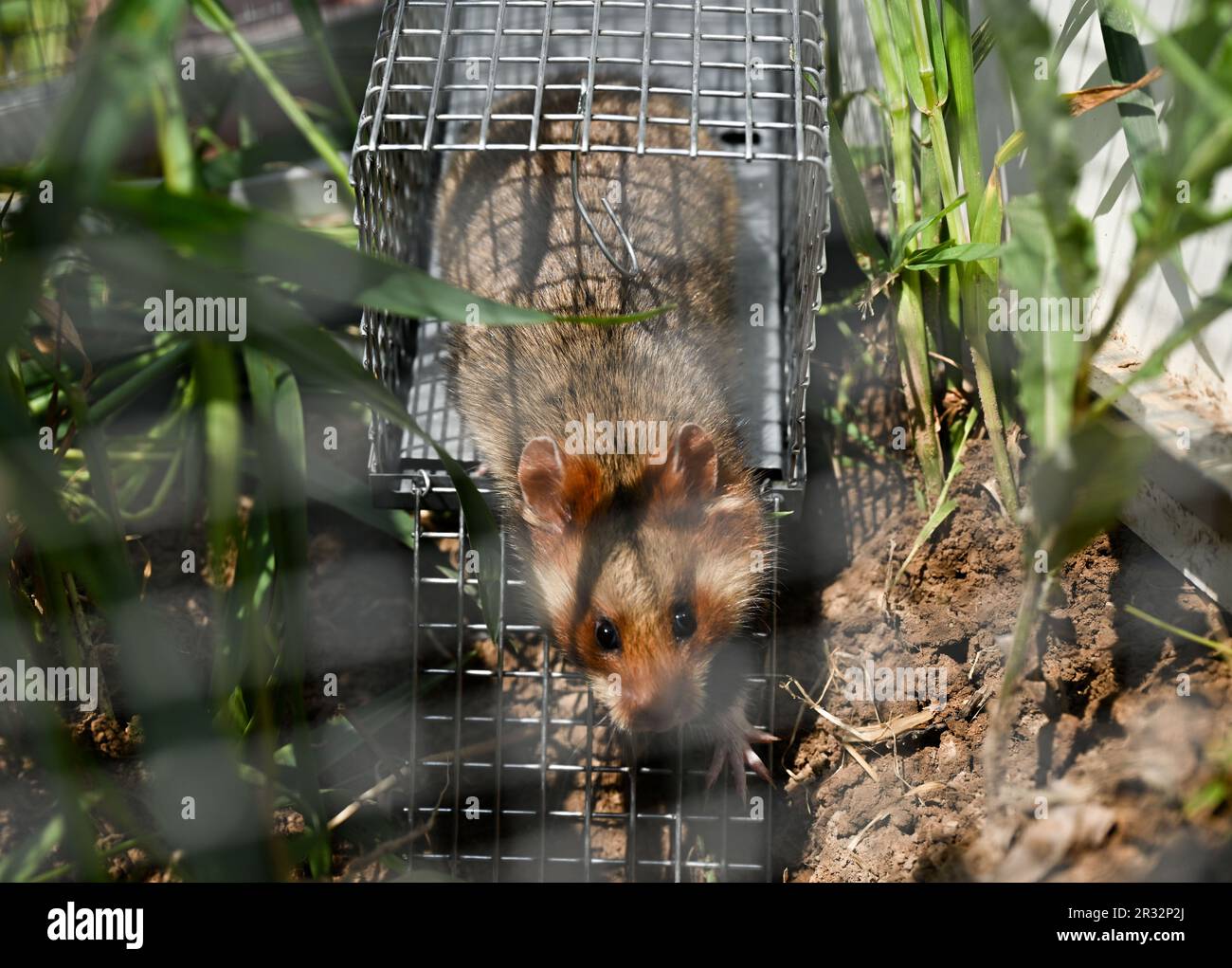 Bergen Enkheim, Germany. 22nd May, 2023. Female field hamster "Cora ...
