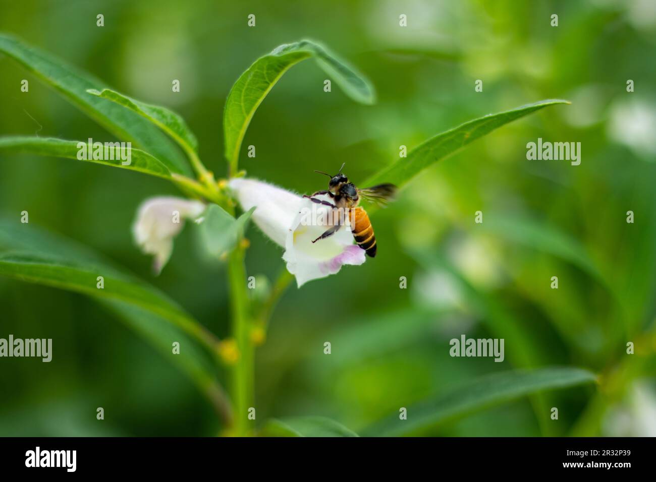 Insects and Bees are collecting honey from the flower. Sesame is a warm ...