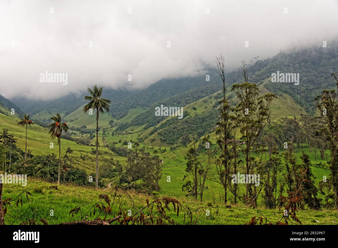 Cocora Valley, QuindÃ­o, Colombia Stock Photo - Alamy