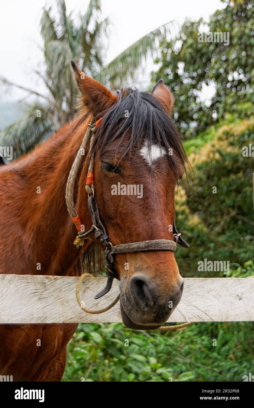 Horse, Cocora Valley, QuindÃ­o, Colombia Stock Photo - Alamy