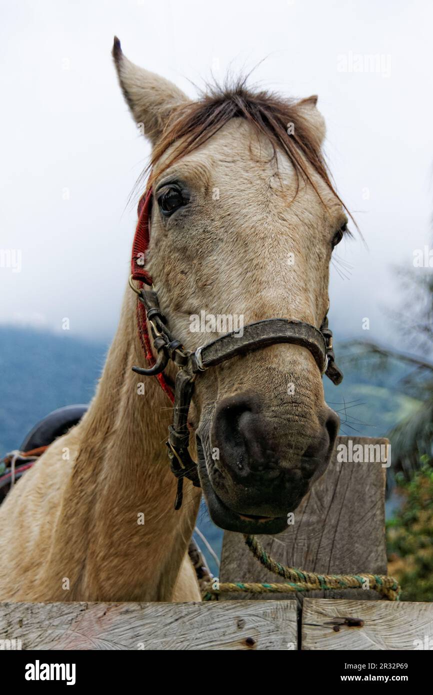Horse, Cocora Valley, QuindÃ­o, Colombia Stock Photo - Alamy
