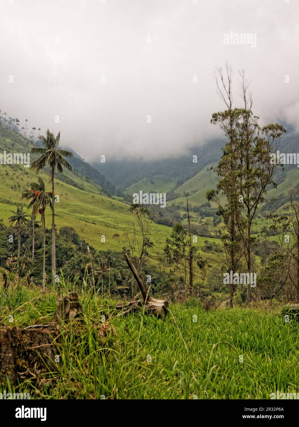 Cocora Valley, QuindÃ­o, Colombia Stock Photo - Alamy