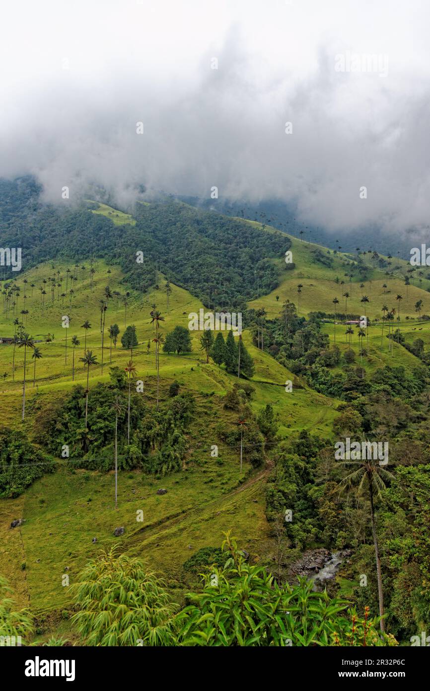 Cocora Valley, QuindÃ­o, Colombia Stock Photo - Alamy