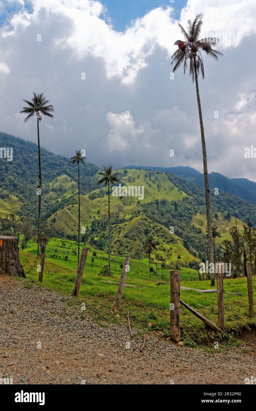 Cocora Valley, QuindÃ­o, Colombia Stock Photo - Alamy