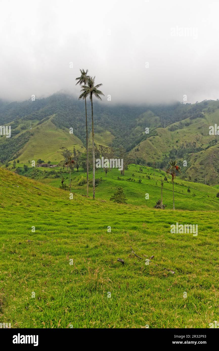 Cocora Valley, QuindÃ­o, Colombia Stock Photo - Alamy