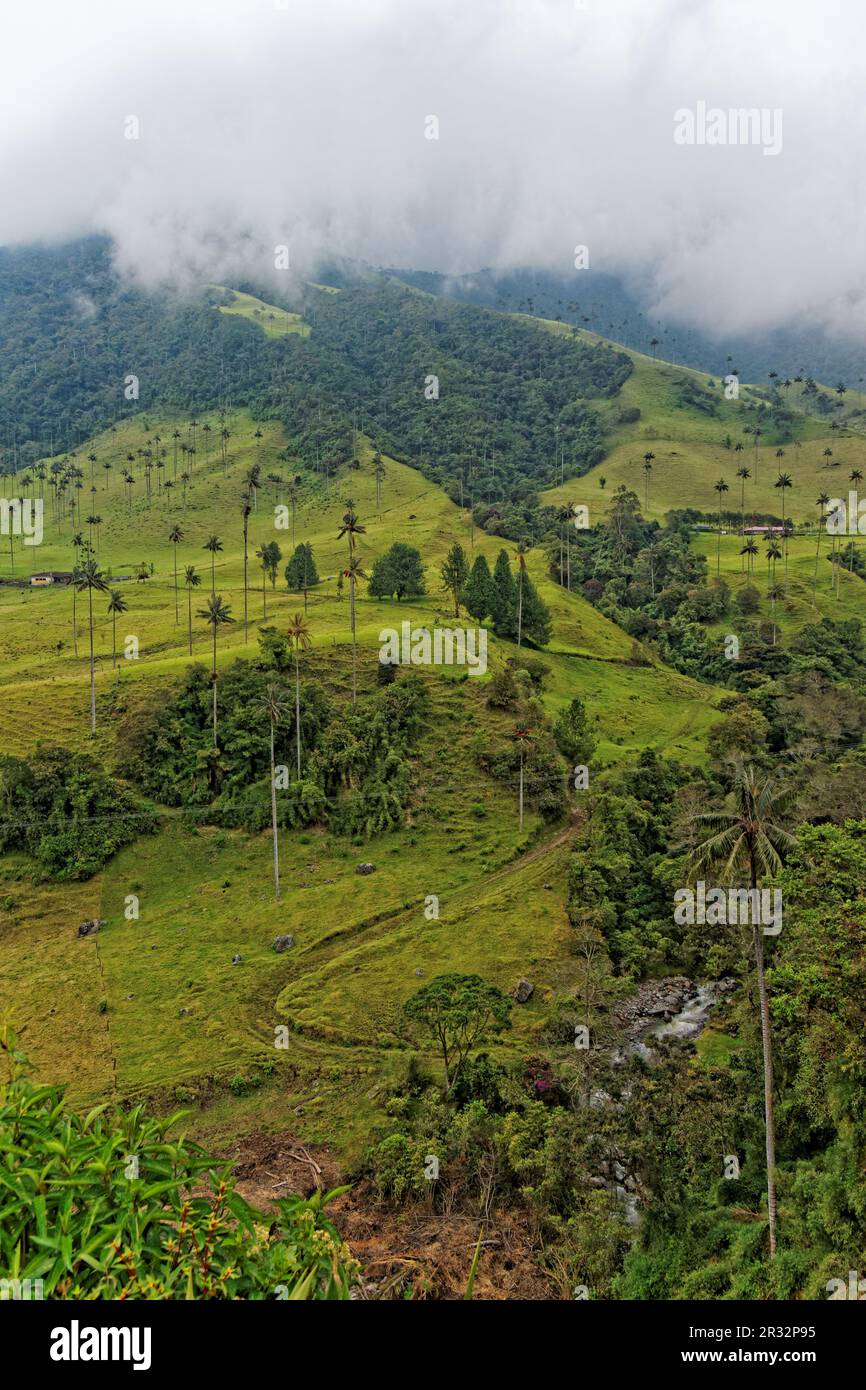 Cocora Valley, QuindÃ­o, Colombia Stock Photo - Alamy