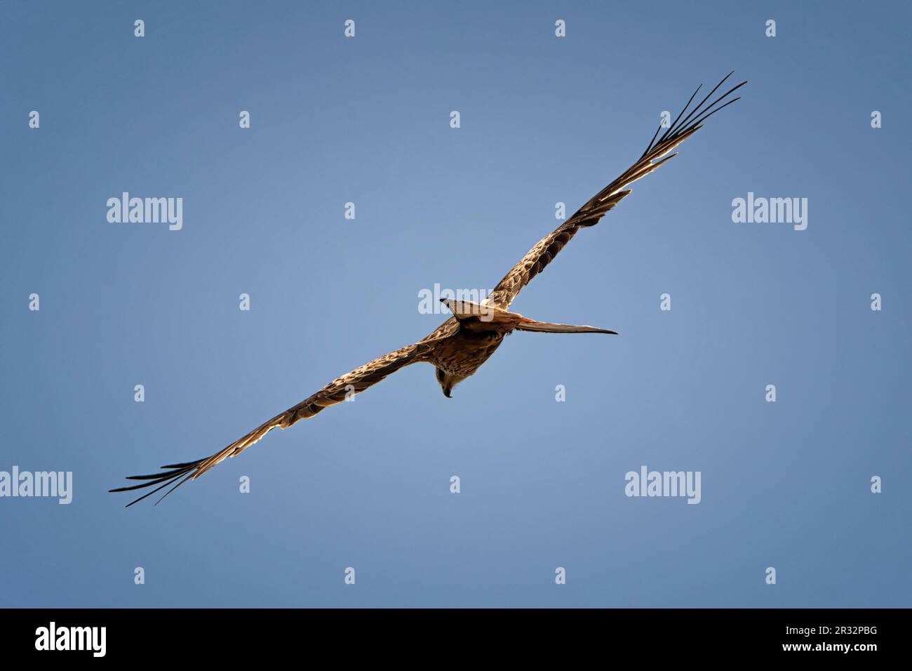 Big red kite hi-res stock photography and images - Alamy