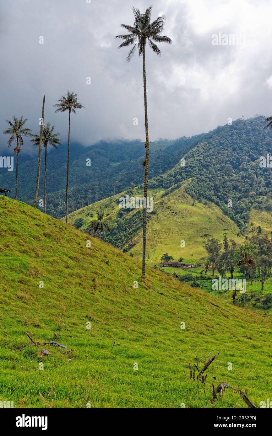 Cocora Valley, QuindÃ­o, Colombia Stock Photo - Alamy