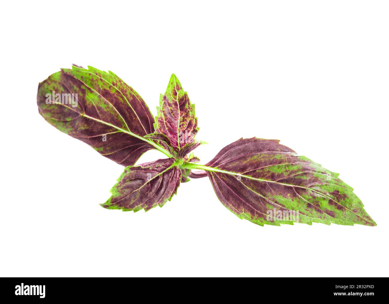 Red basil leaf Stock Photo - Alamy