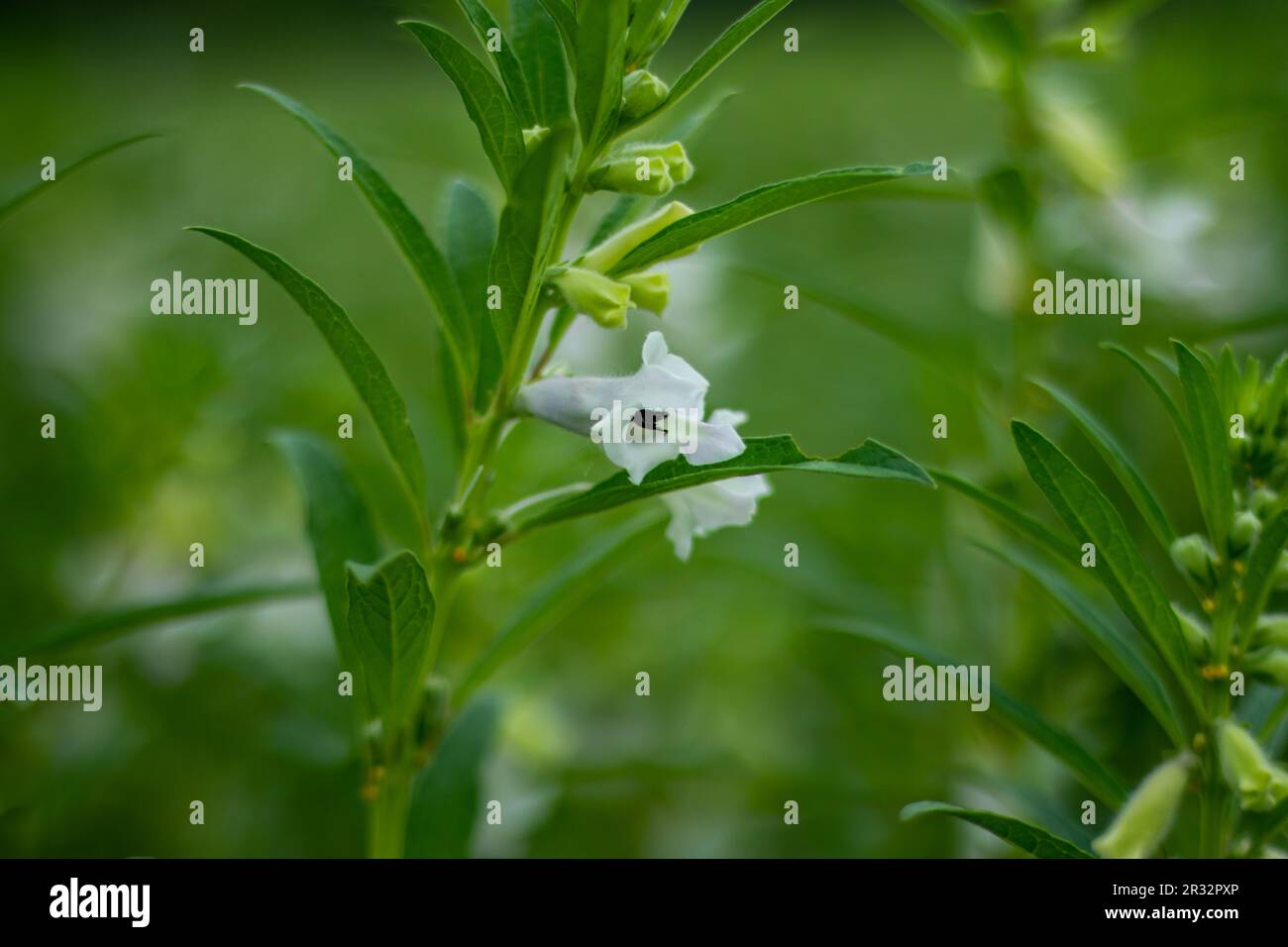 Sesame or Sesamum indicum also called benne, erect annual plant of the ...