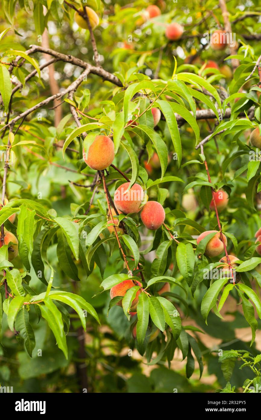 Garden red peaches colorful hi-res stock photography and images - Alamy