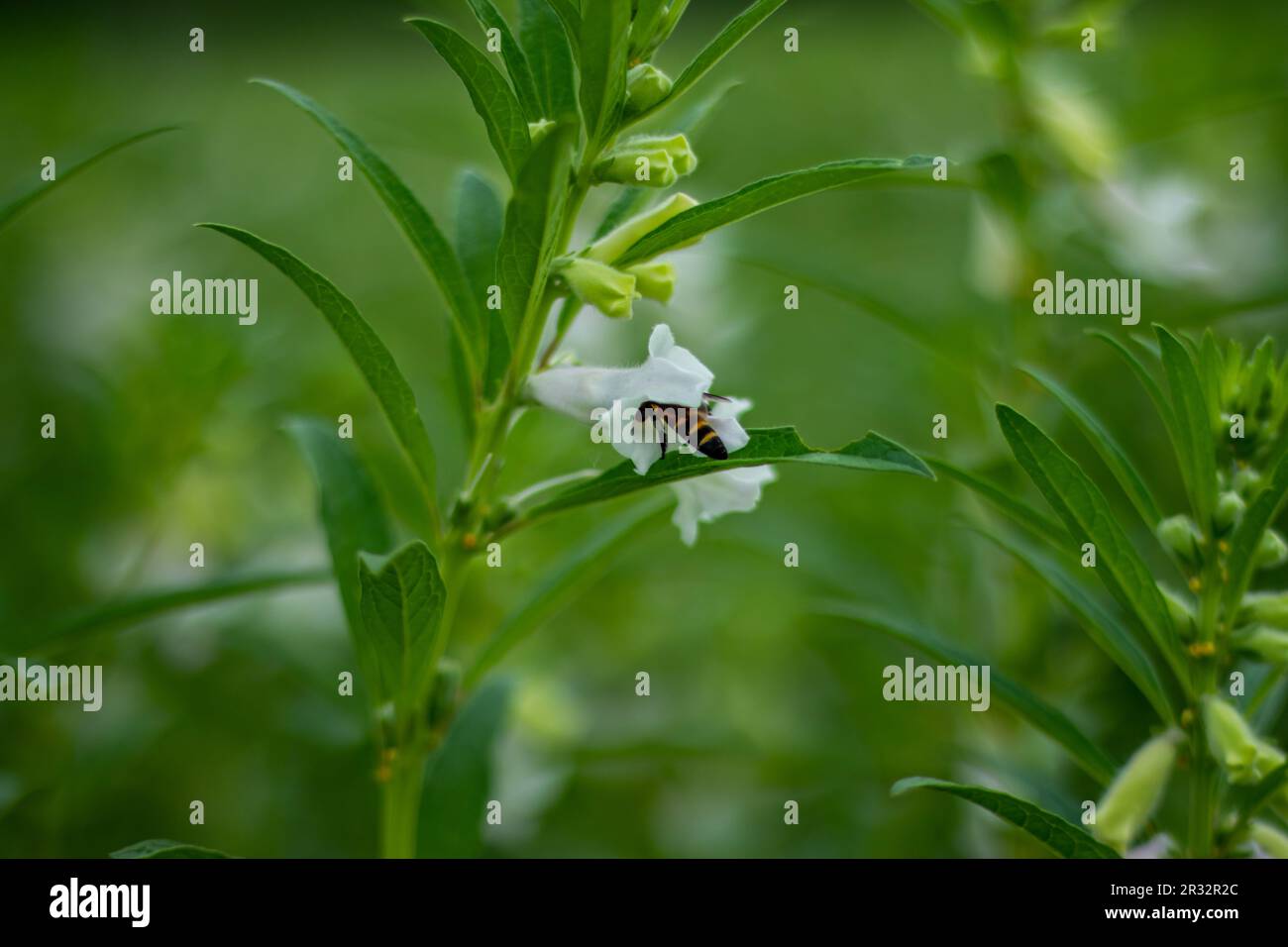 Sesamum indicum flower is beautiful and the plants are commonly used to ...