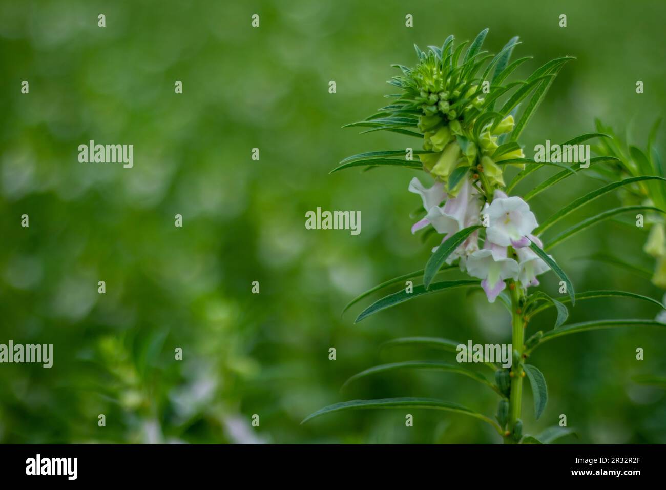 The bunch of Sesame, a family of Pedaliaceae. Green plant with a tall ...