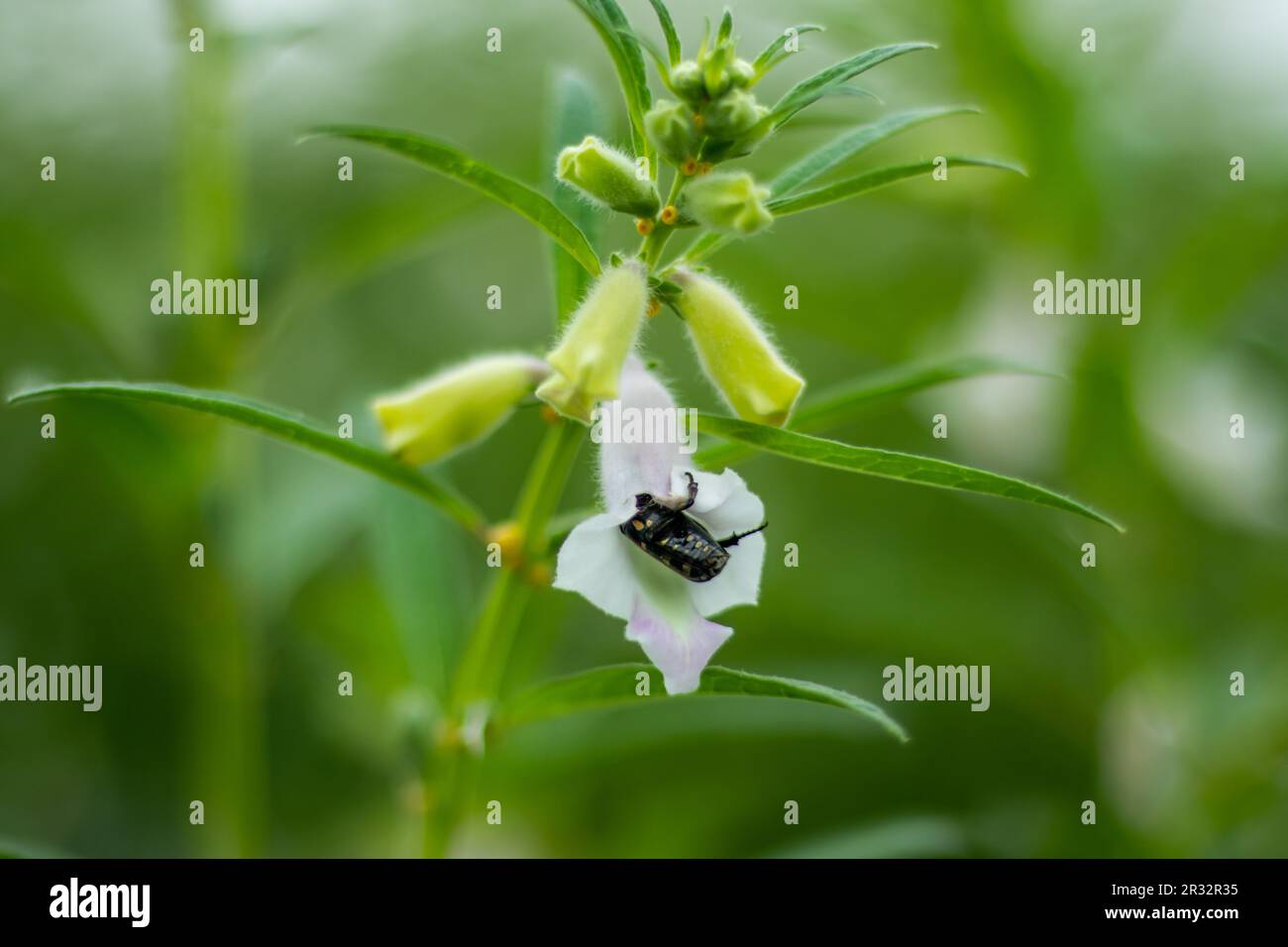 White flower vegetable bread seeds and unknown insects eating honey ...