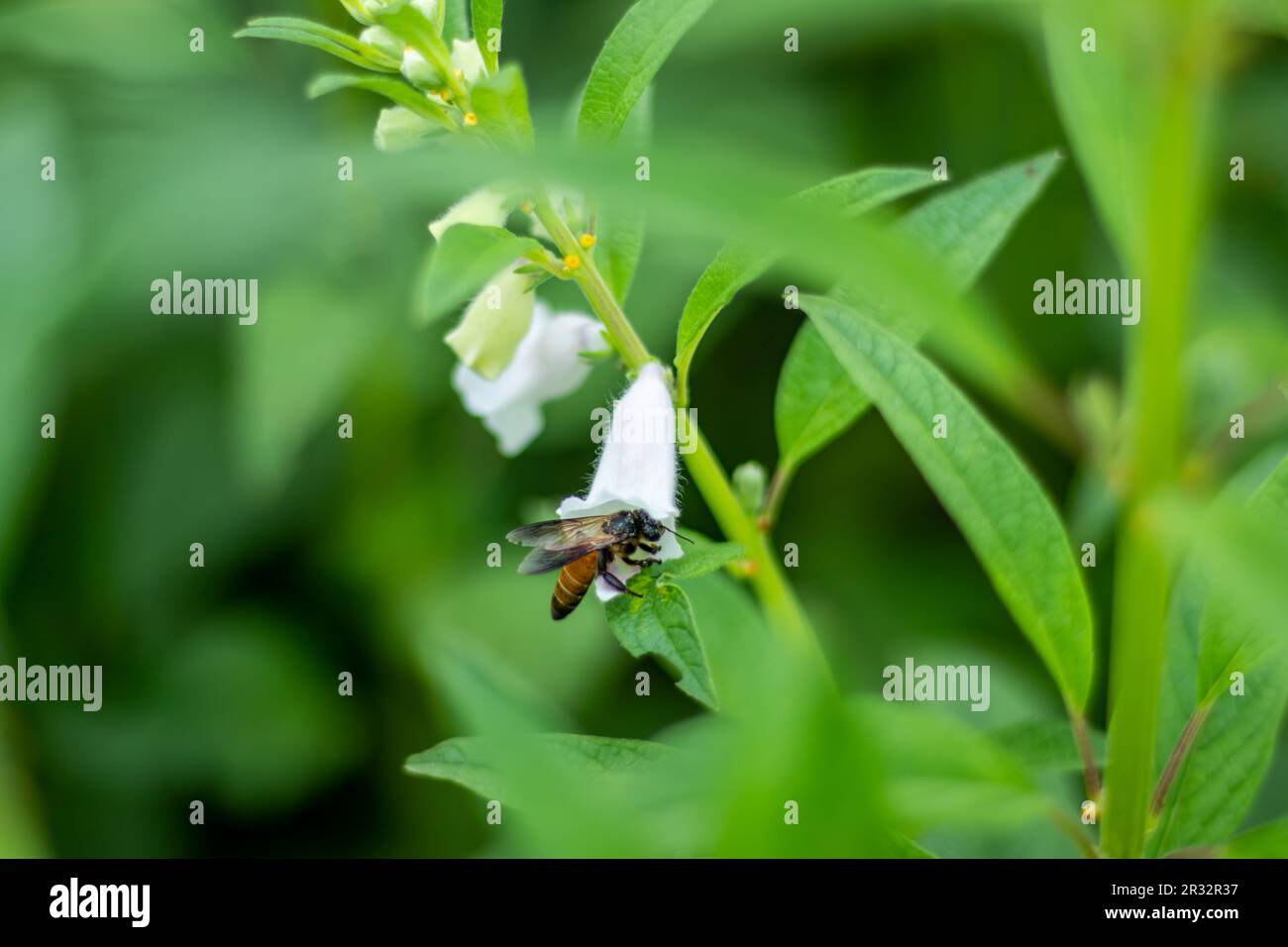 Sesamum indicum flower is actually quite beautiful and the plants are ...