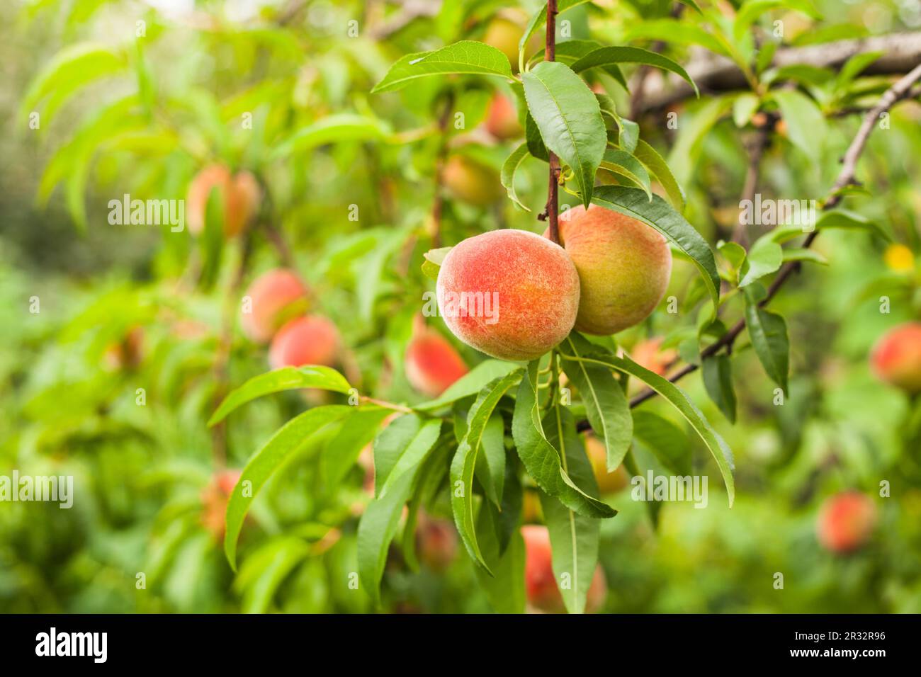 Peaches on the tree hi-res stock photography and images - Alamy