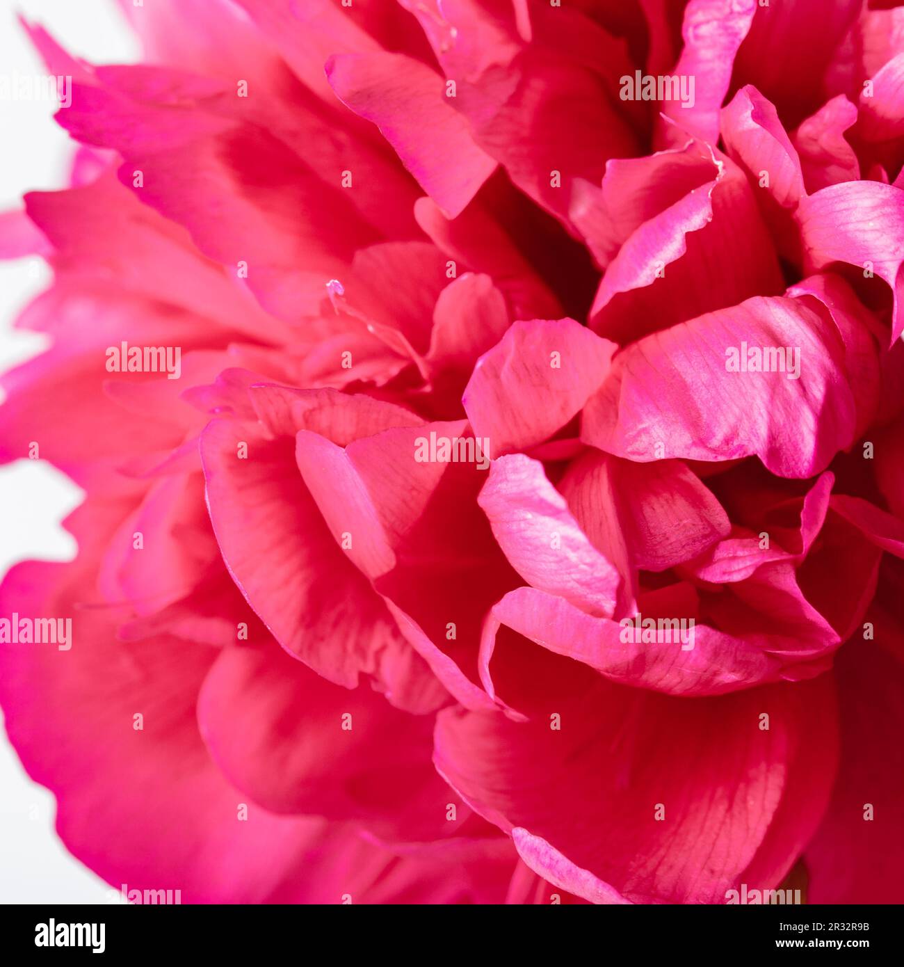 Fuchsia peony hi-res stock photography and images - Alamy