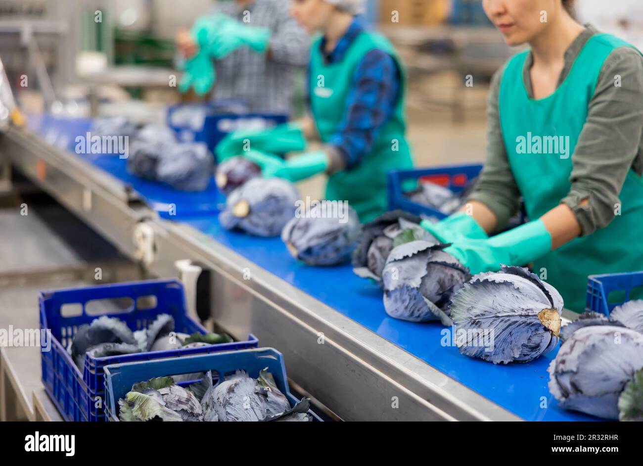 Women workers sorting red cabbage in vegetable factory Stock Photo - Alamy