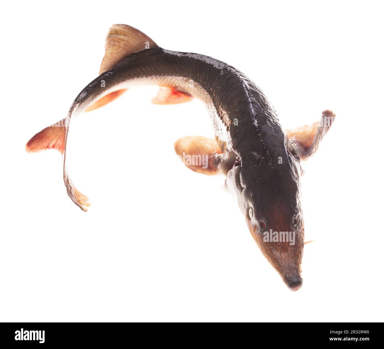 Beluga sturgeon fishing hi-res stock photography and images - Alamy
