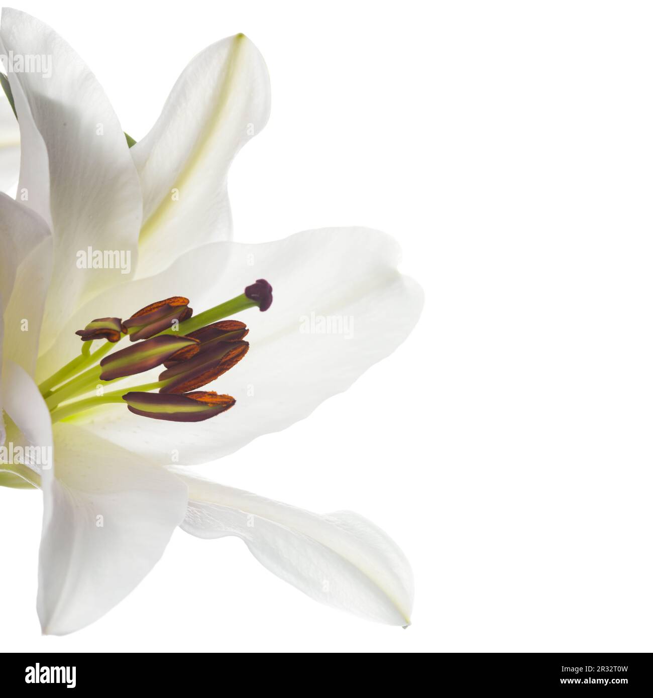 Shot beautiful white lily hi-res stock photography and images - Alamy