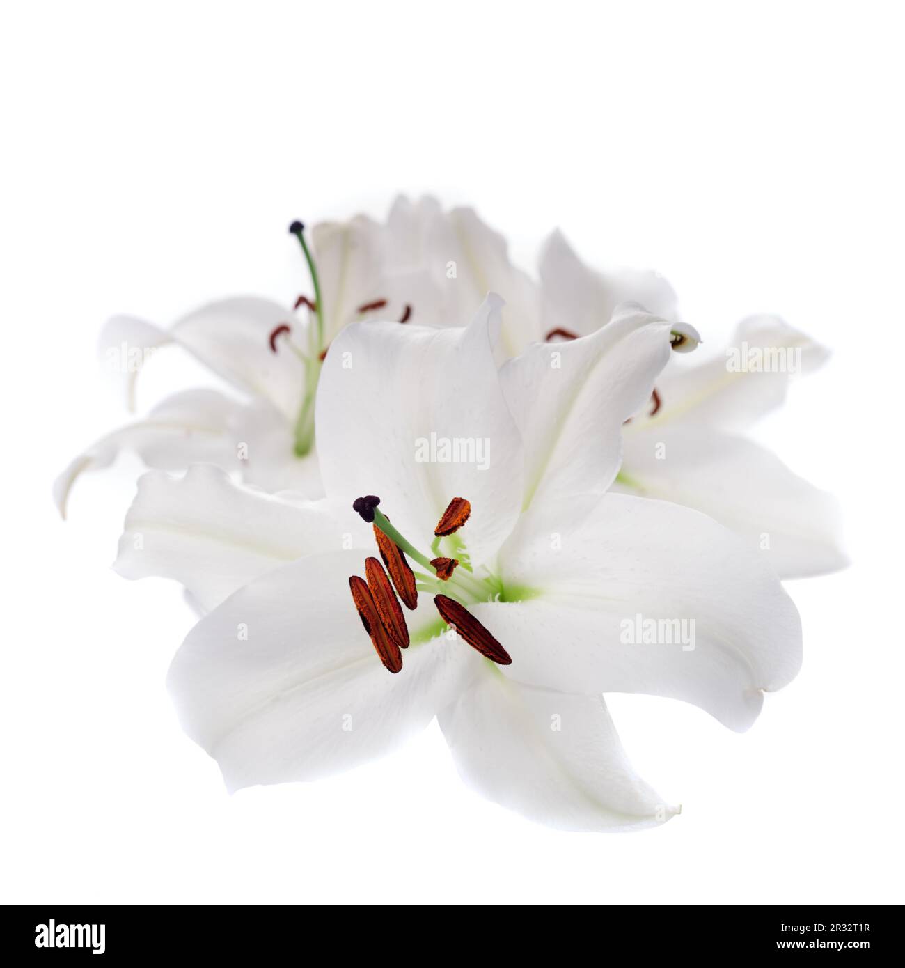 Peace lily blossom Cut Out Stock Images & Pictures - Alamy
