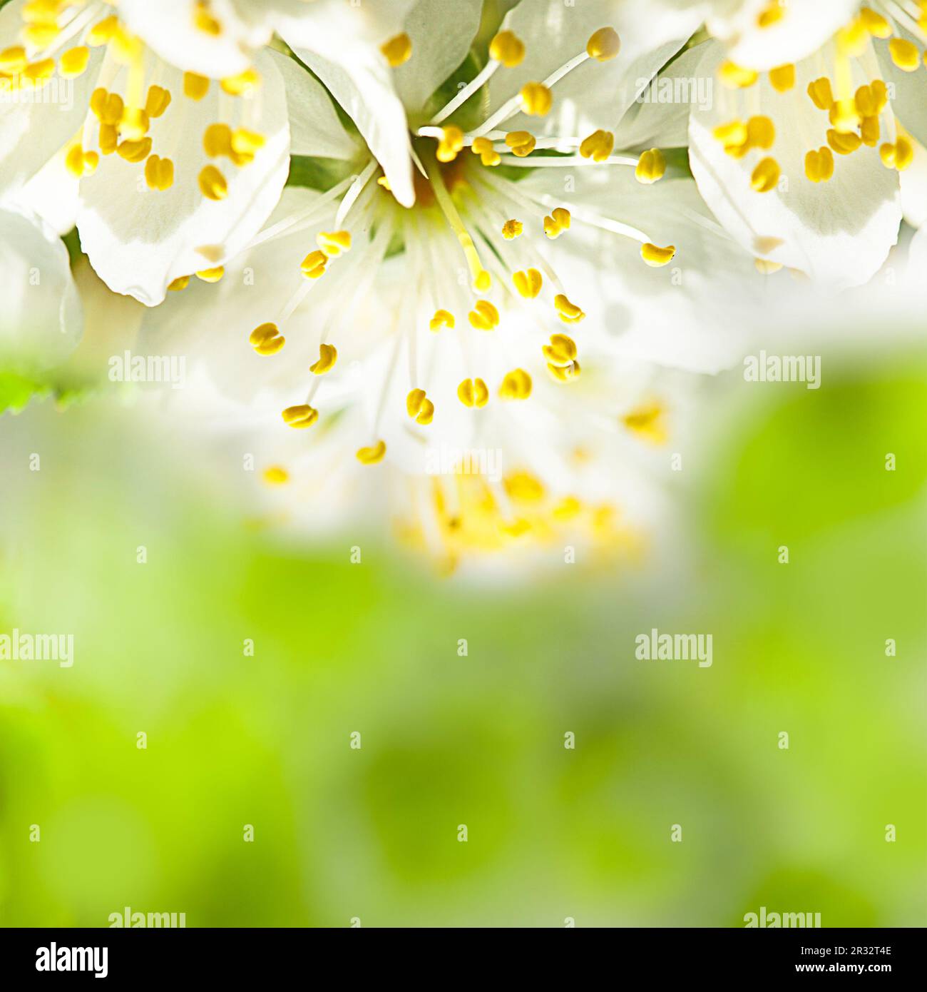 Seasonal bokeh hi-res stock photography and images - Alamy
