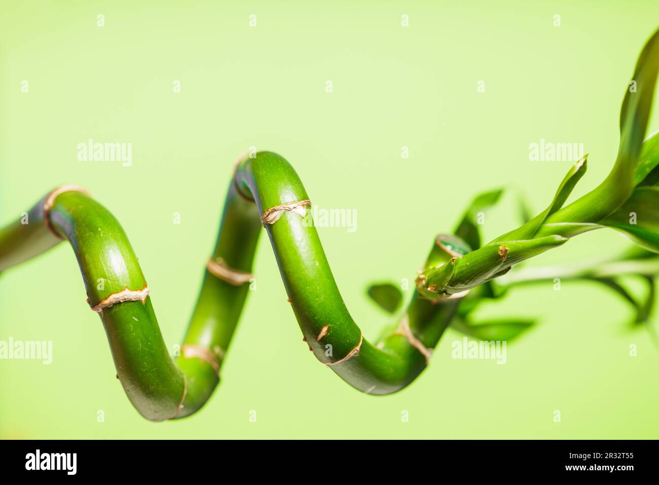 Vibrant green stalk hi-res stock photography and images - Alamy