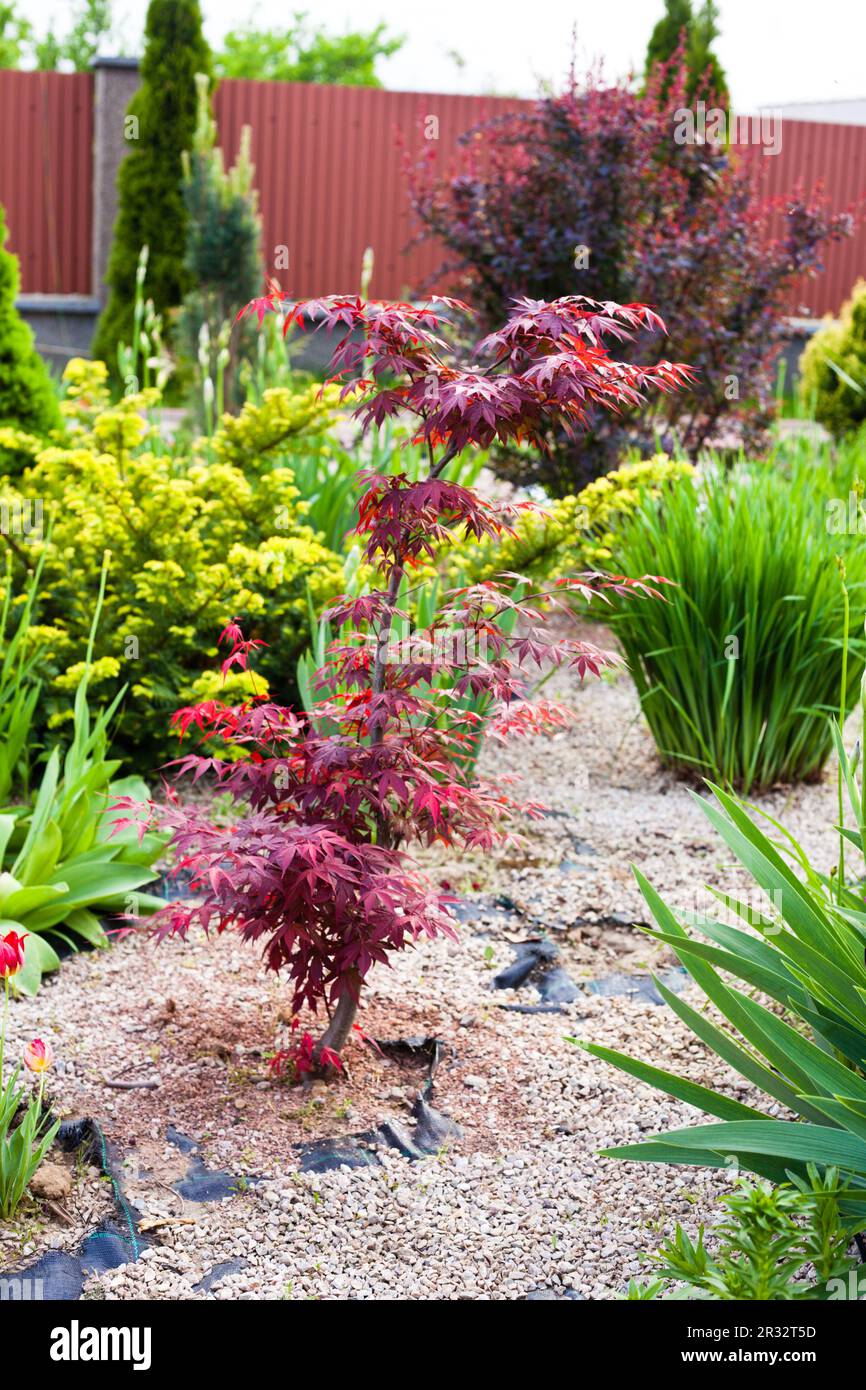 Beautiful tulip landscaping hi-res stock photography and images - Alamy