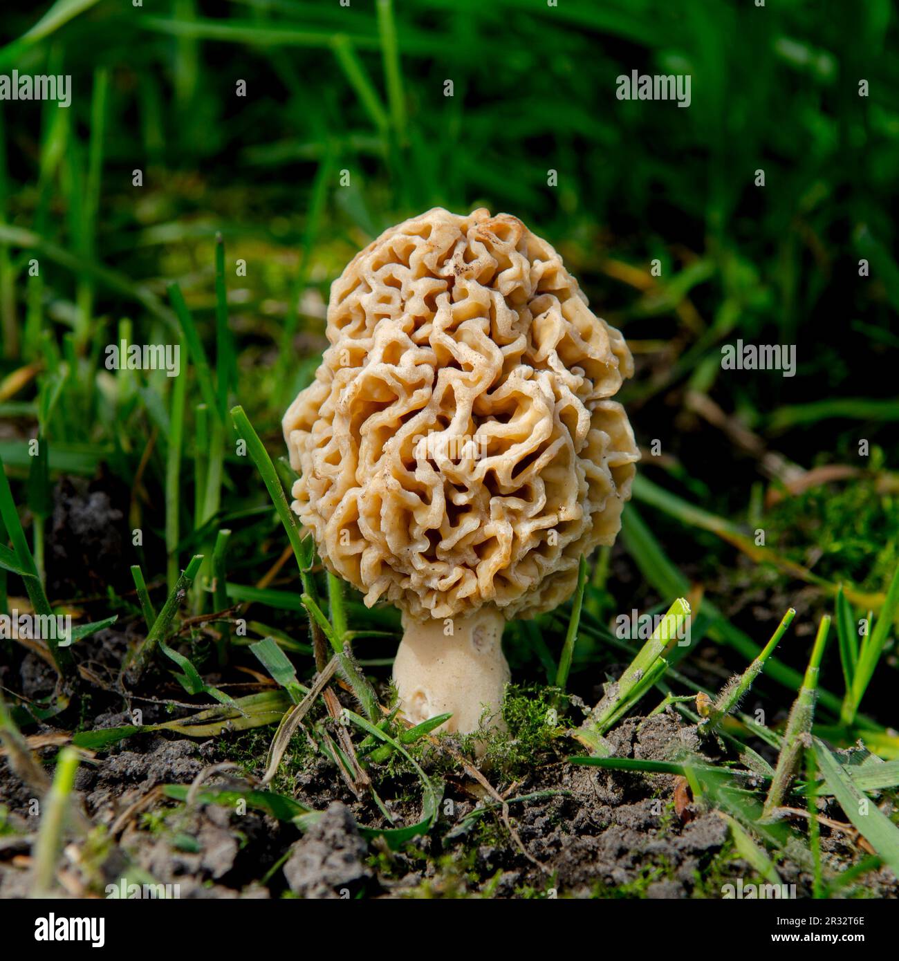Morchella esculenta mushroom growing in green grass. Mushrooms Spring ...