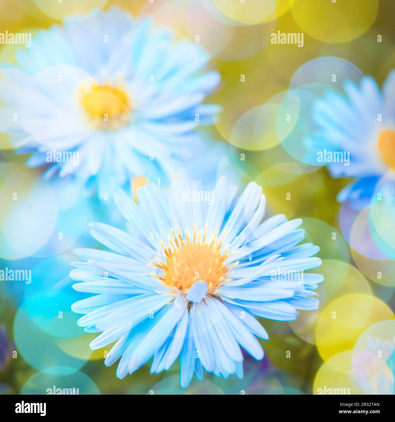 Pink oxeye daisy flowers hi-res stock photography and images - Alamy