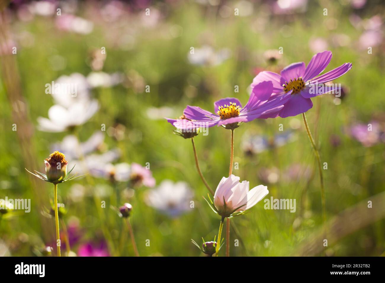 Pink cosmos flowers Stock Photo - Alamy