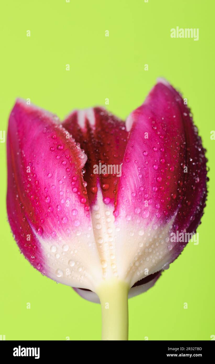 Tulip color design hi-res stock photography and images - Alamy