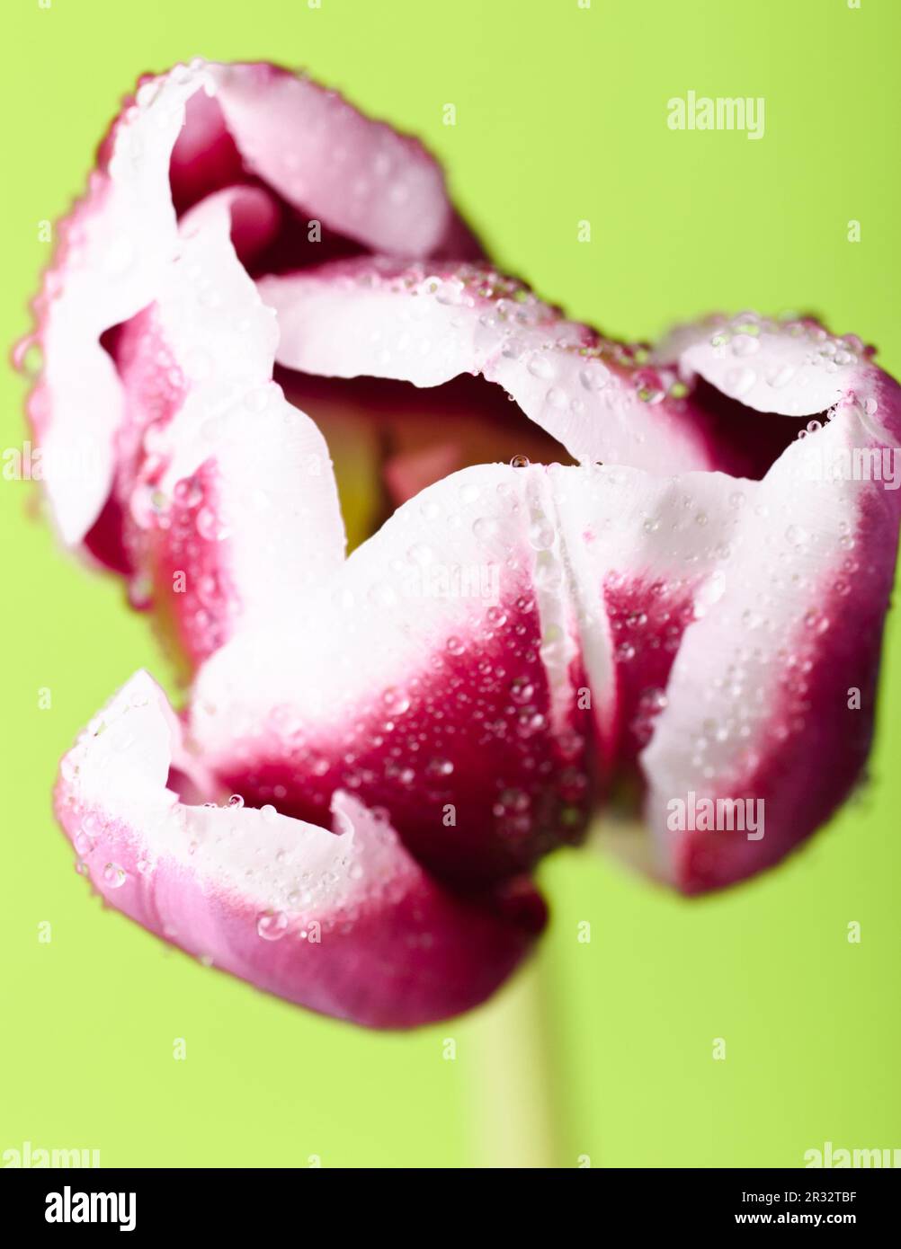 Wet red tulip head hi-res stock photography and images - Alamy