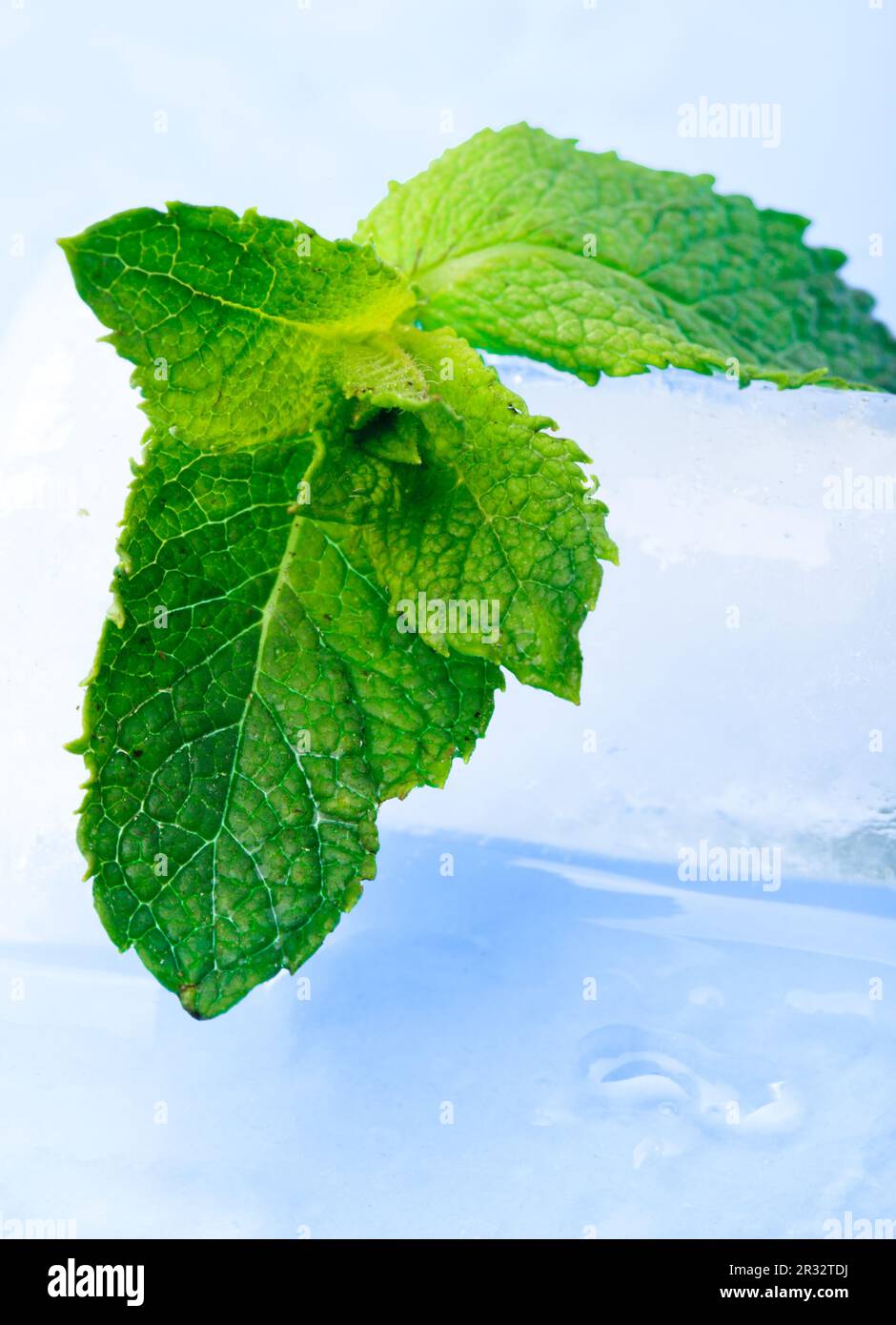 Freeze freshness hi-res stock photography and images - Alamy