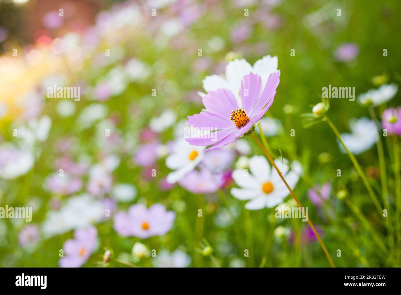 Pink cosmos flowers Stock Photo - Alamy