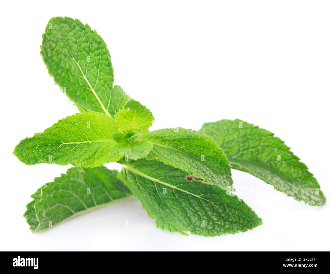 Mint image Cut Out Stock Images & Pictures - Alamy