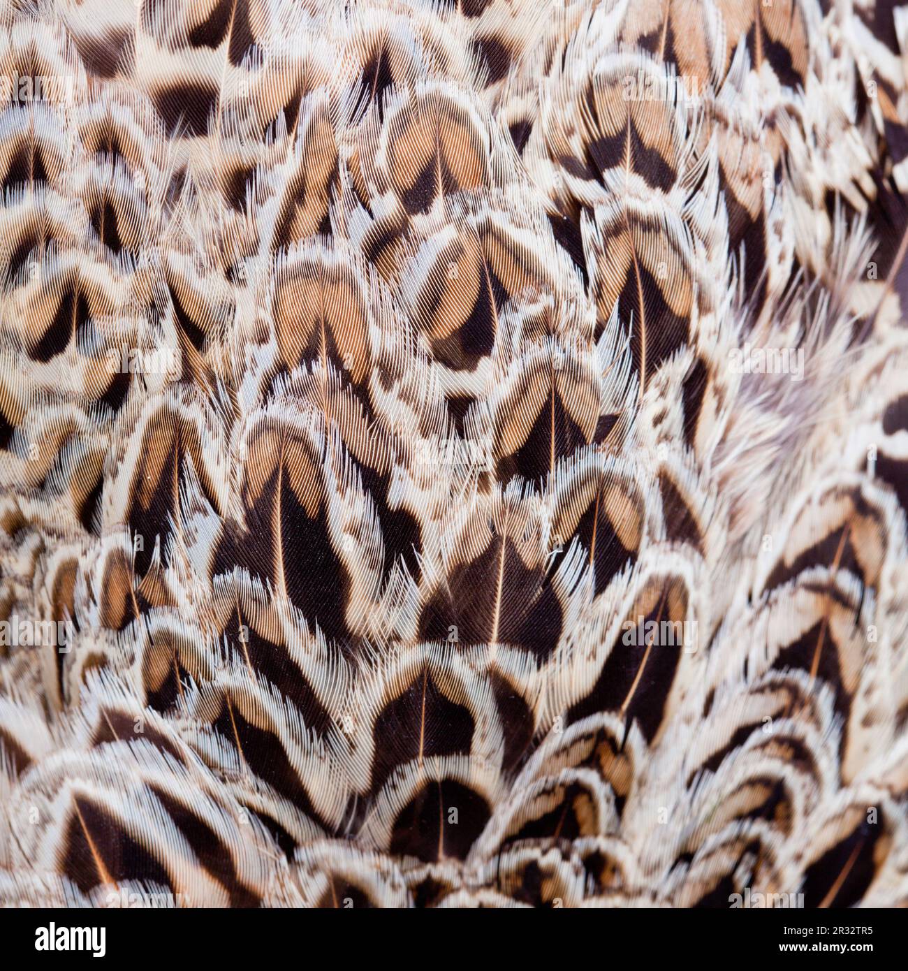 Grey speckled feathers hi-res stock photography and images - Alamy